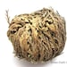 Jericho Flower, Rose of Jericho, Love, Pagan Wiccan, Magic, Power ...