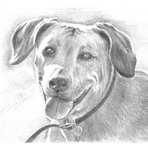 Custom Dog Pet Portrait Graphite Pencil 8x10 - Etsy