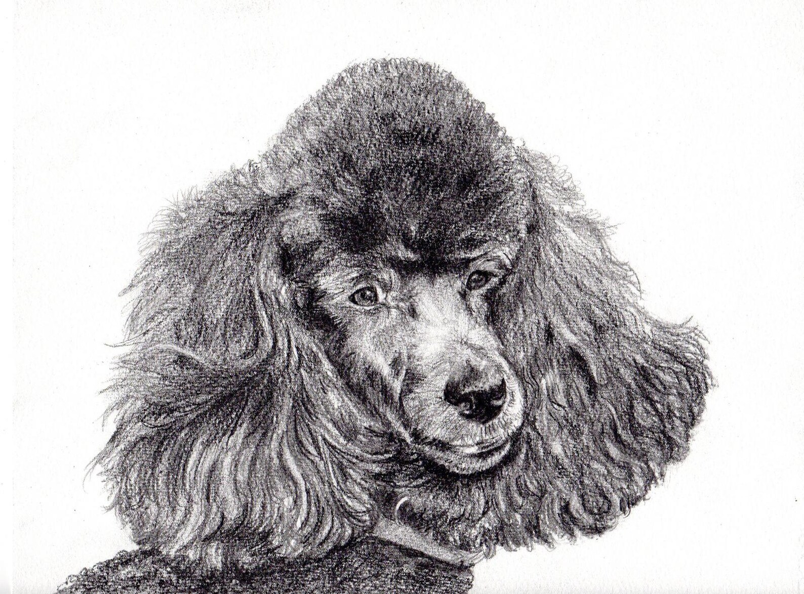 Custom Graphite Pencil Pet Portrait 8" X 10" - Etsy