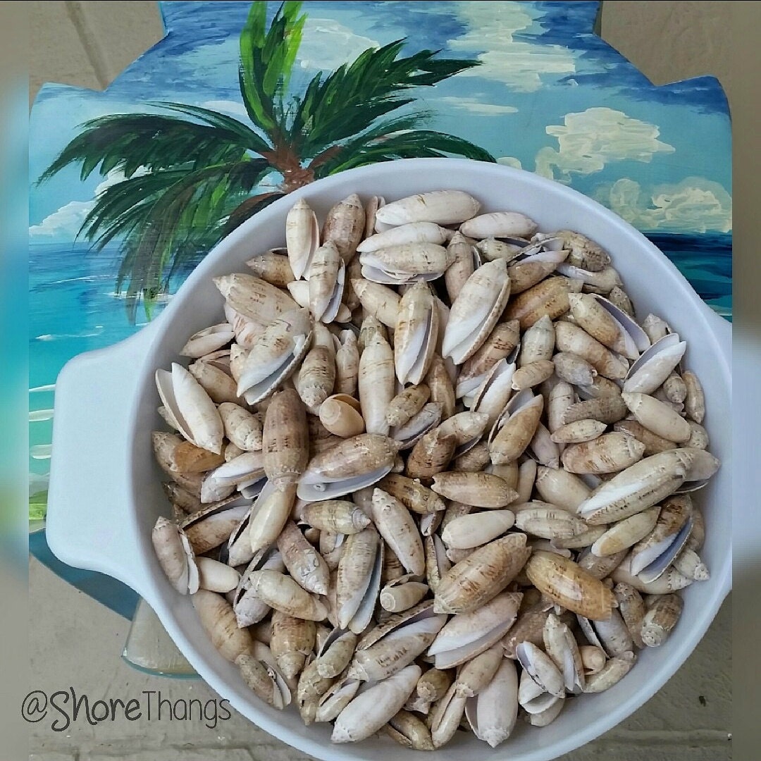 Seashells Lettered Olives Bulk Lot of 50 Olive Shells from | Etsy