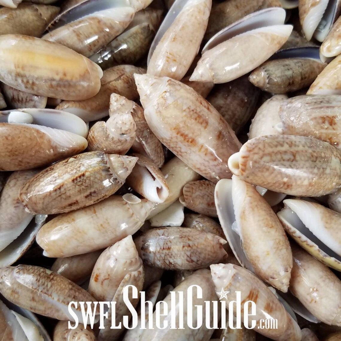 Seashells Lettered Olives Bulk Lot of 50 Olive Shells from | Etsy