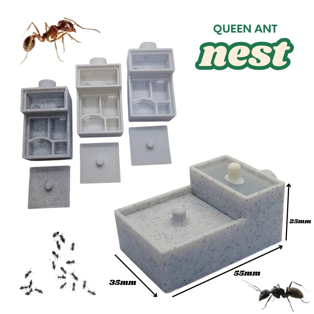 Queen Ant Founding Nest | Eco Starter Nest for Colony Growth 35x55mm ...