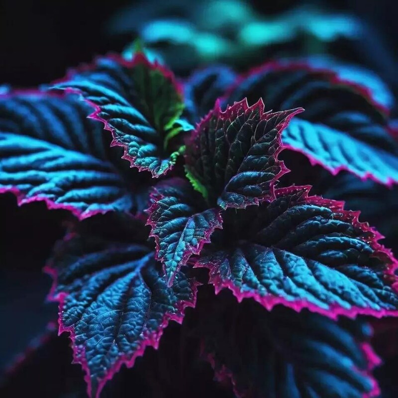 Blue Coleus - Etsy