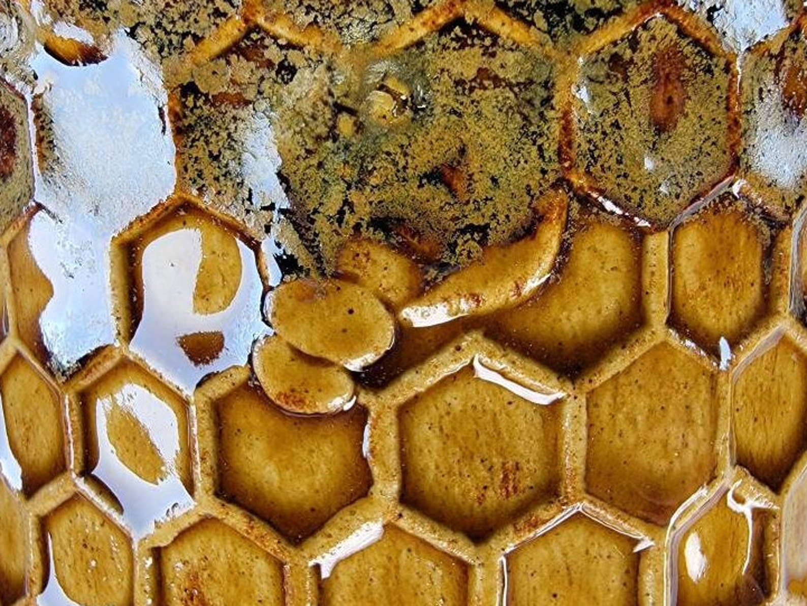 Ceramic Bee Honeycomb Planter Pottery Amber Crystal Honey Bee | Etsy