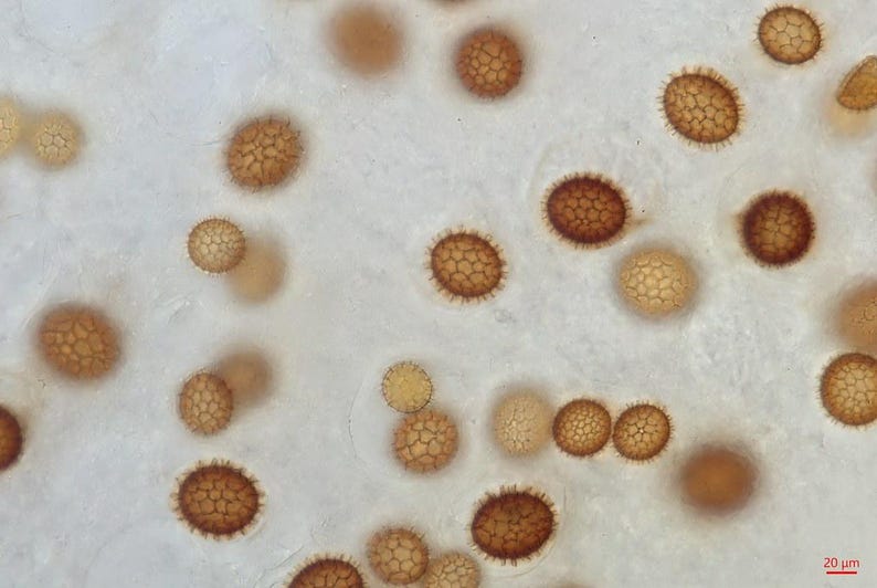 Truffle Bianchetto or Marzuolo (tuber Borchii) Spores in 100g ...