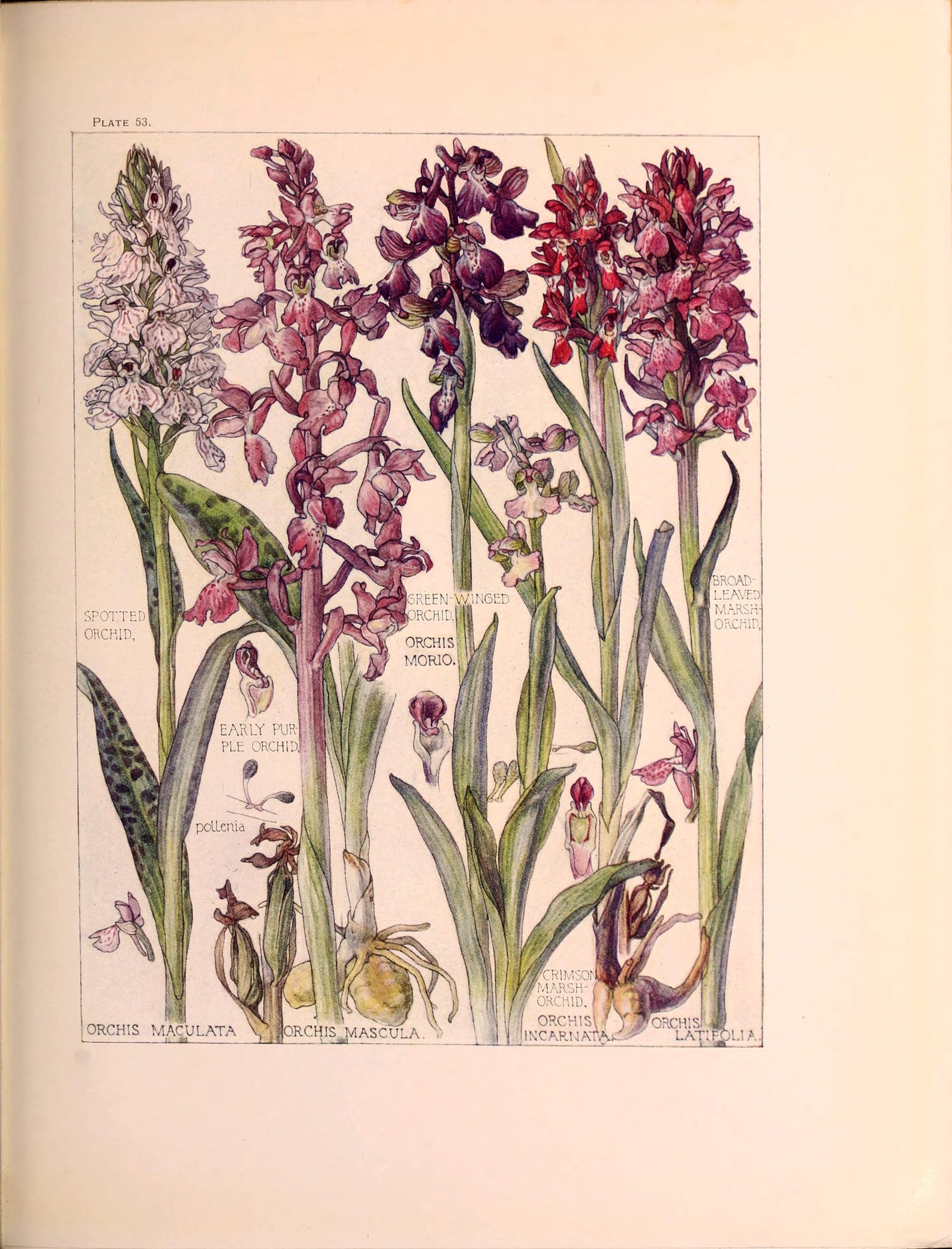 Vintage Botanical Flower Scans: Printable Digital Book (PDF) - Etsy