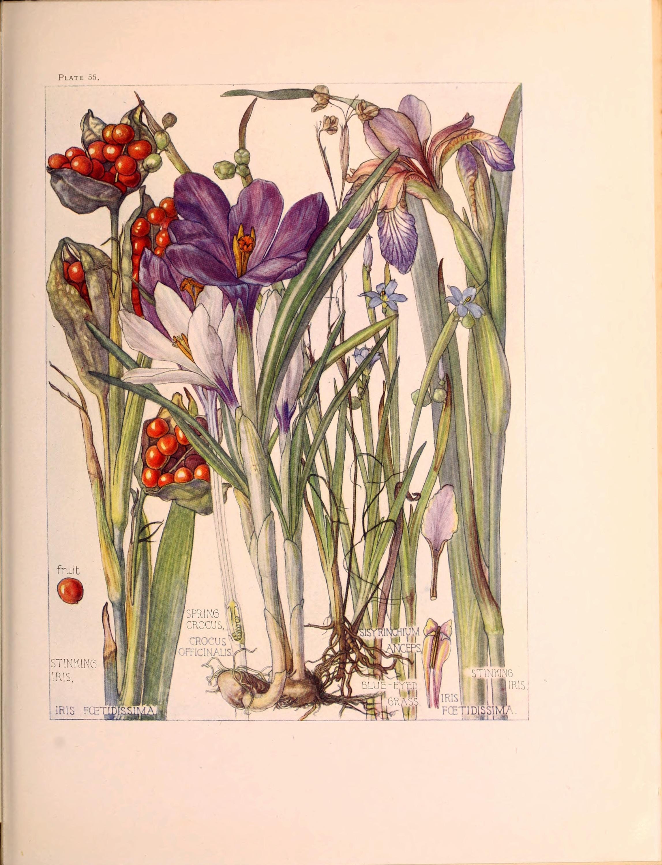 Vintage Botanical Flower Scans: Printable Digital Book (PDF) - Etsy