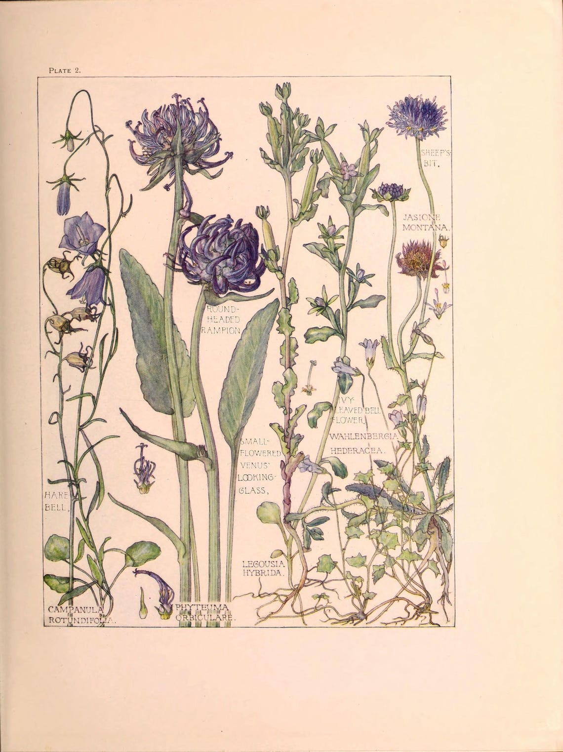 Vintage Botanical Flower Scans: Printable Digital Book (PDF) - Etsy