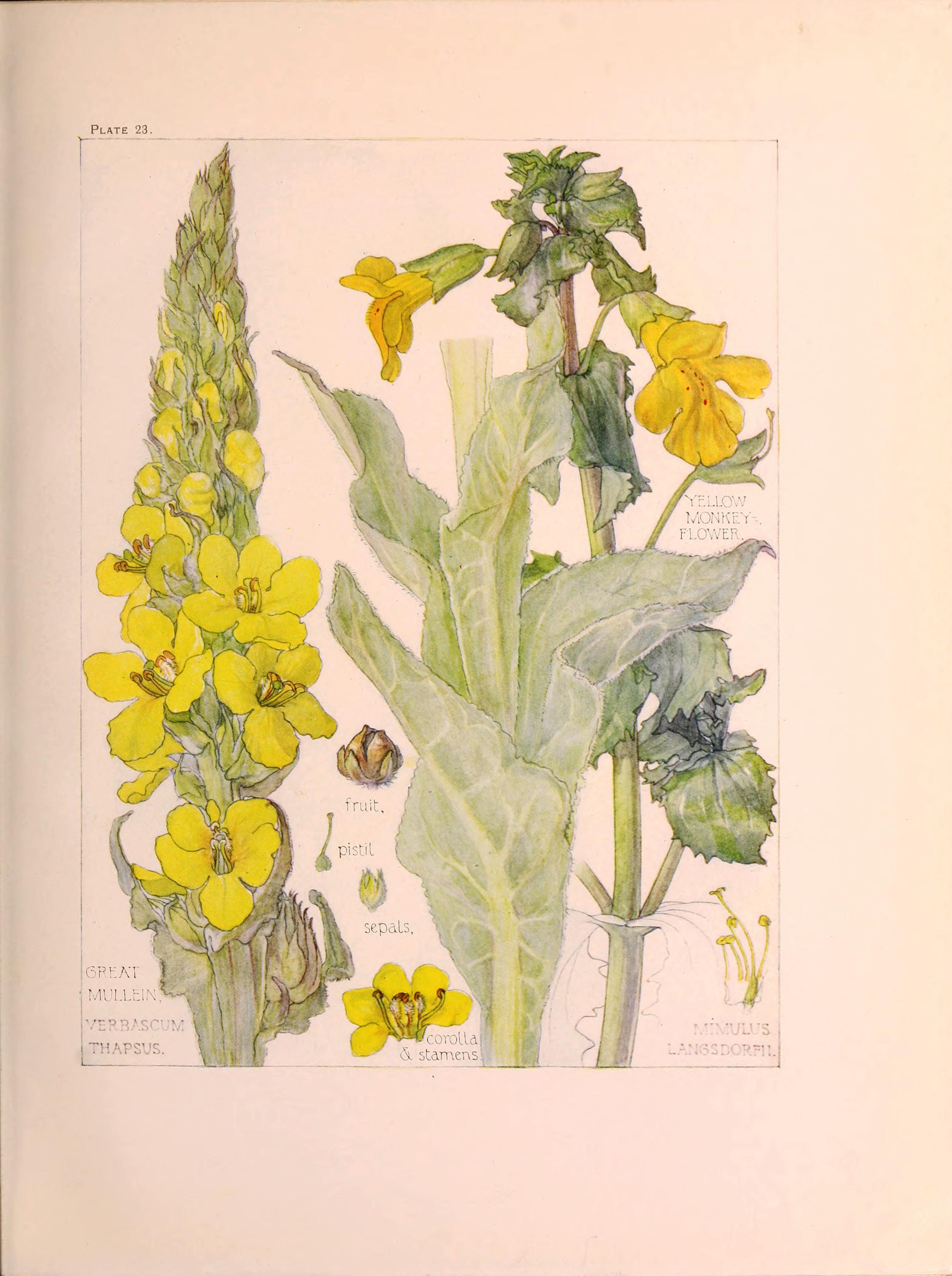 Vintage Botanical Flower Scans: Printable Digital Book (PDF) - Etsy