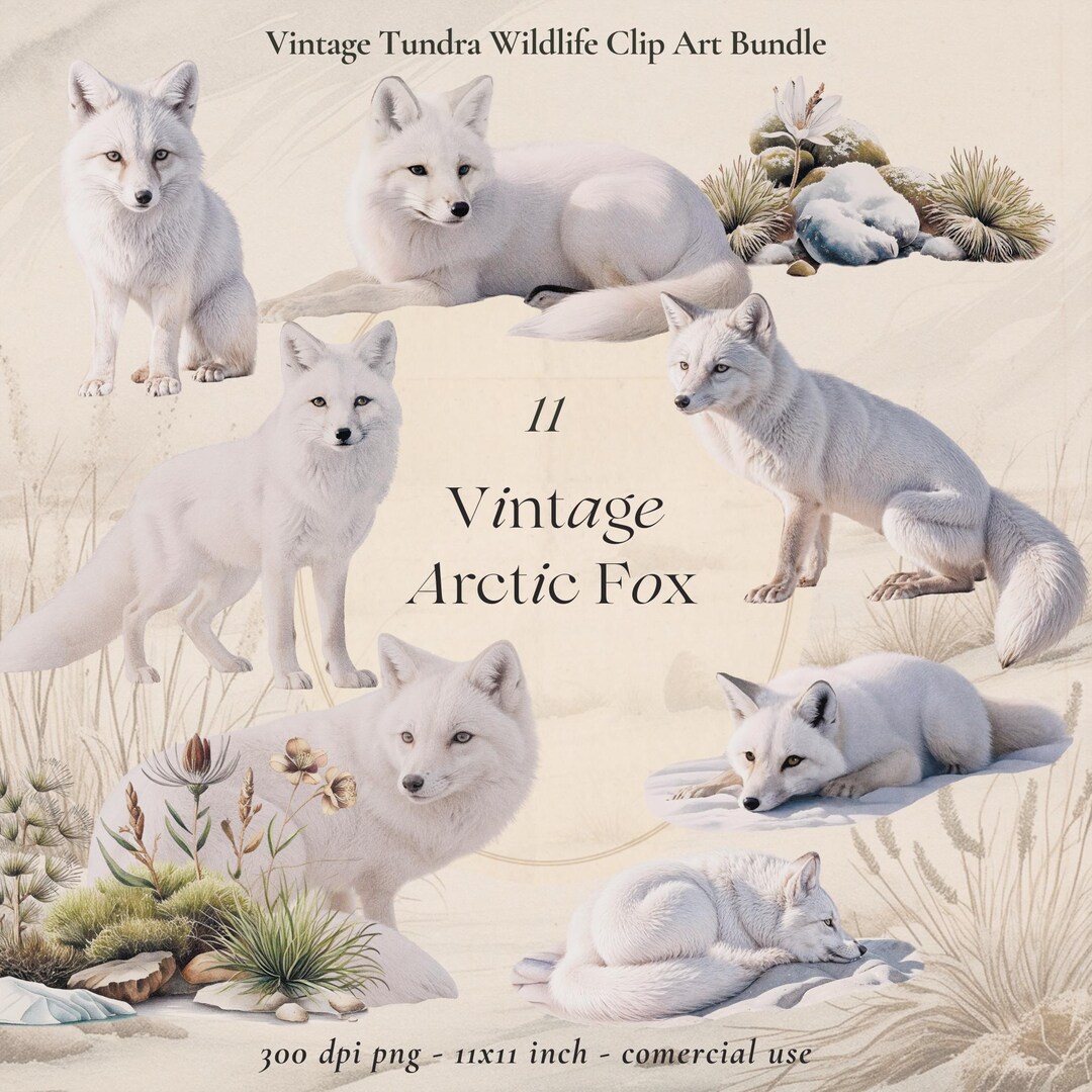 Arctic Fox Clipart PNG | Tundra Wildlife Art | Vintage Polar Scene ...