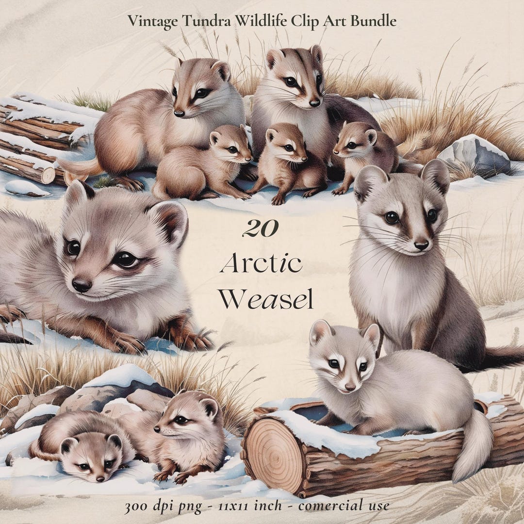 Winter Weasel Clip Art: Vintage Tundra Animals (PNG) - Etsy