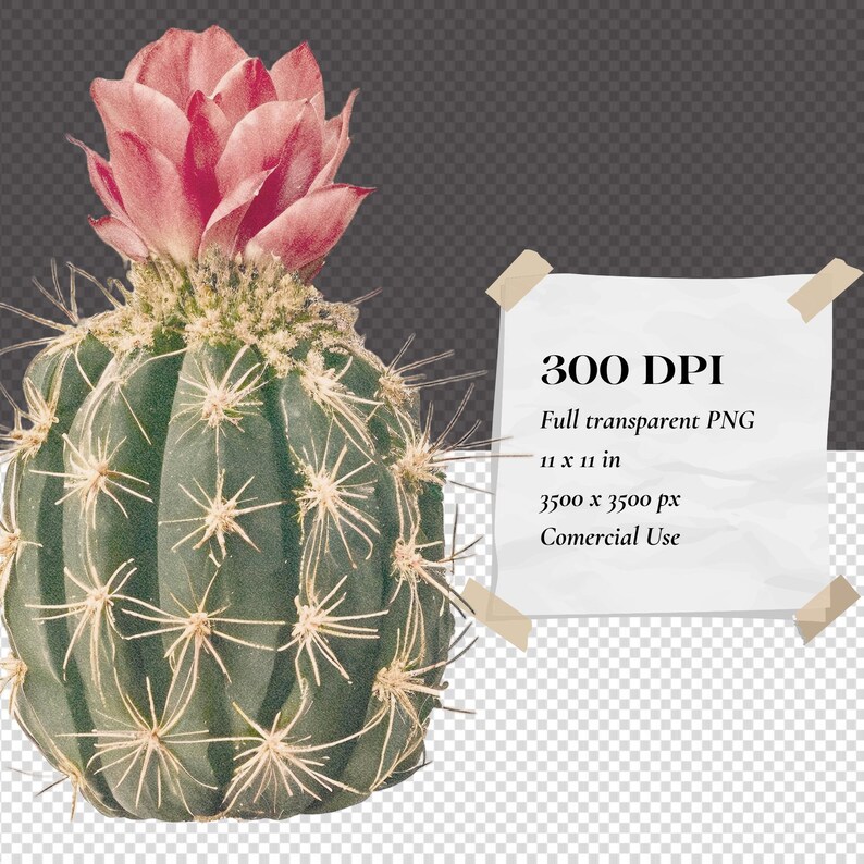 Vintage Desert Plants Clip Art: Cactus, Succulents, Flowers (PNG) - Etsy