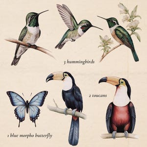 Rainforest Animals Clip Art Set – Jungle, Jaguars, Sloths, Monkeys ...