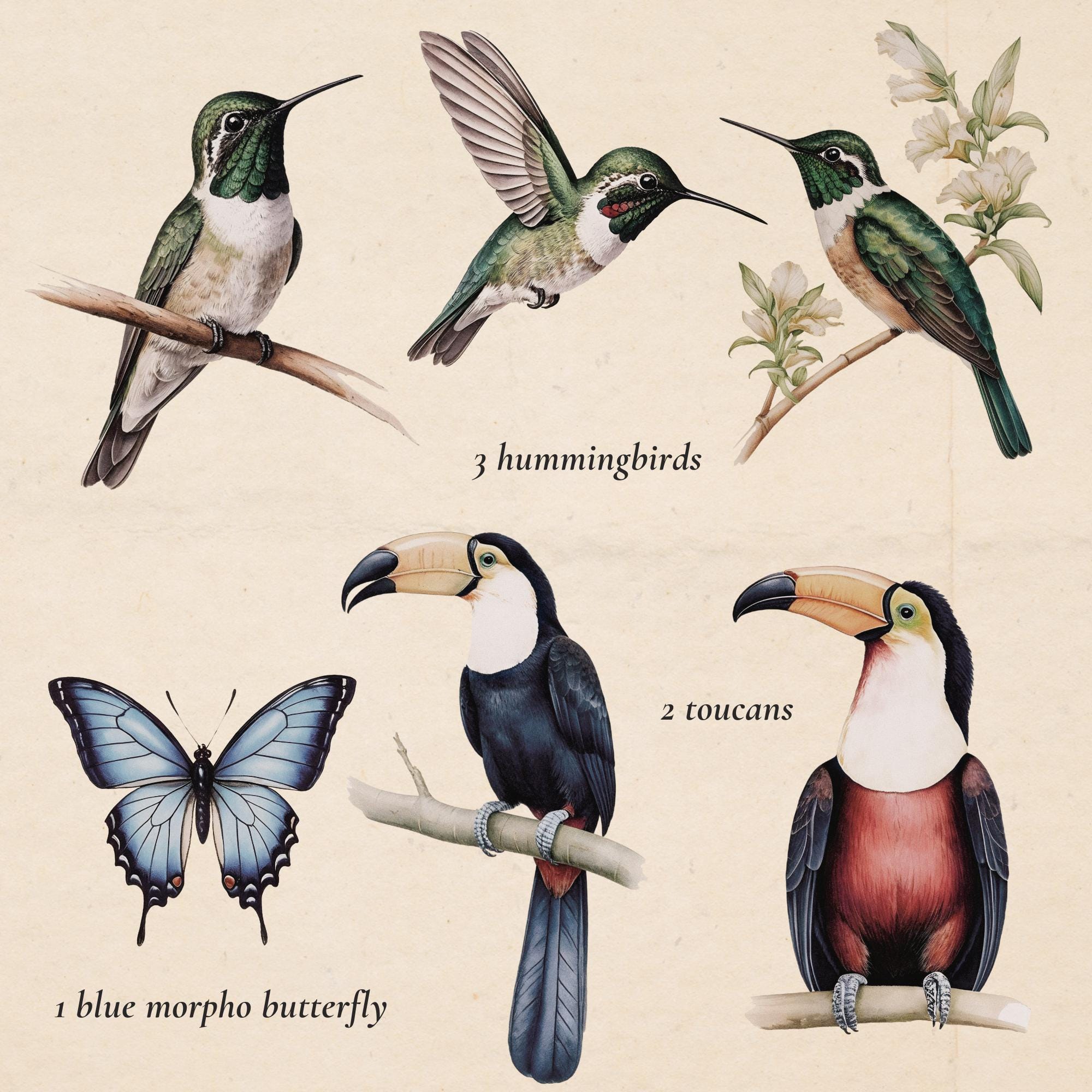 Rainforest Animals Clip Art Set – Jungle, Jaguars, Sloths, Monkeys ...