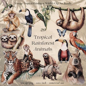 Rainforest Animals Clip Art Set – Jungle, Jaguars, Sloths, Monkeys ...