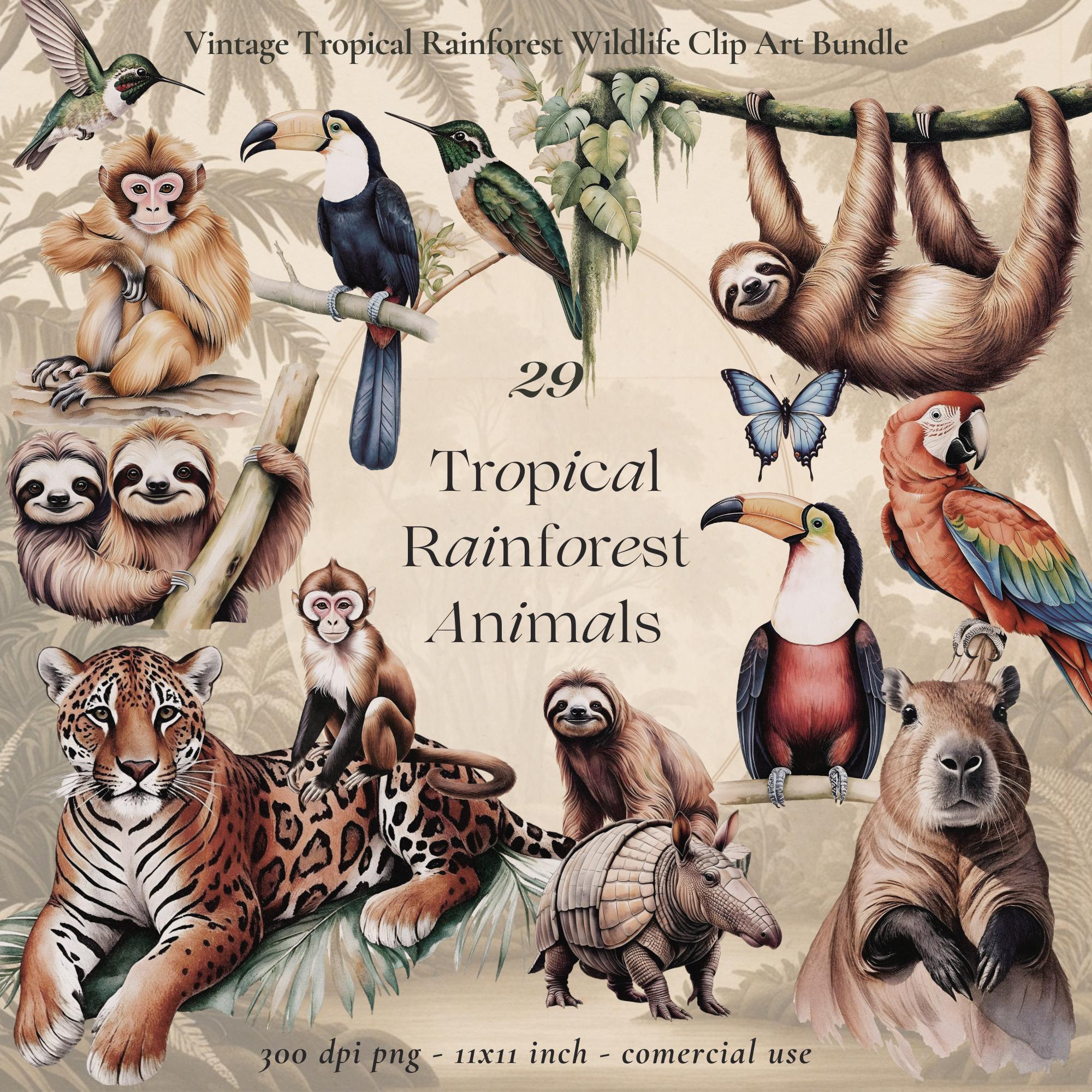 Rainforest Animals Clip Art Set – Jungle, Jaguars, Sloths, Monkeys ...