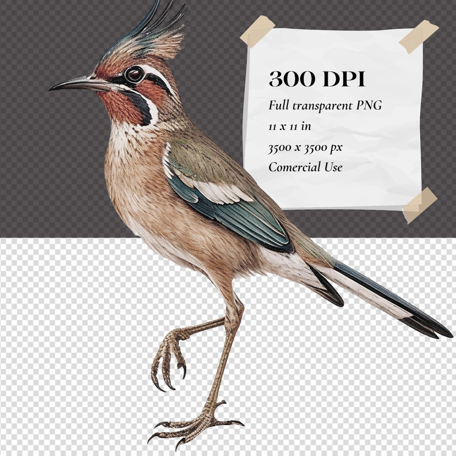 Vintage Desert Animals Clip Art Collection – Fennec Fox, Roadrunner ...