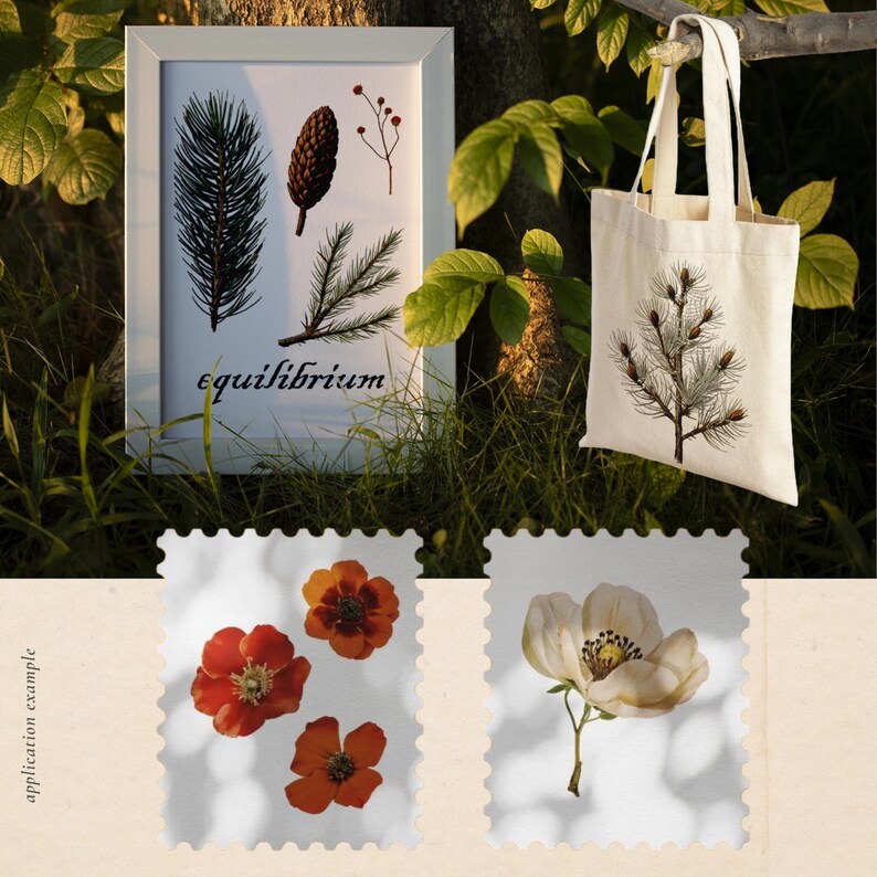 Boreal Forest Botanical Clip Art | Pine Branches, Juniper Sprigs, Pine Cones | 50 Transparent ...