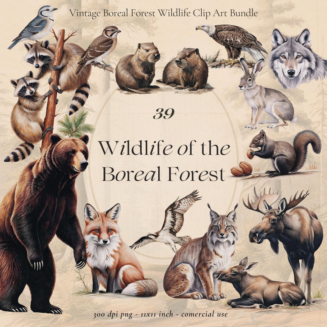Boreal Forest Animals Clip Art: Vintage Wildlife Illustrations (PNG) - Etsy