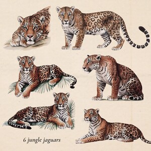 Rainforest Animals Clip Art Set – Jungle, Jaguars, Sloths, Monkeys ...