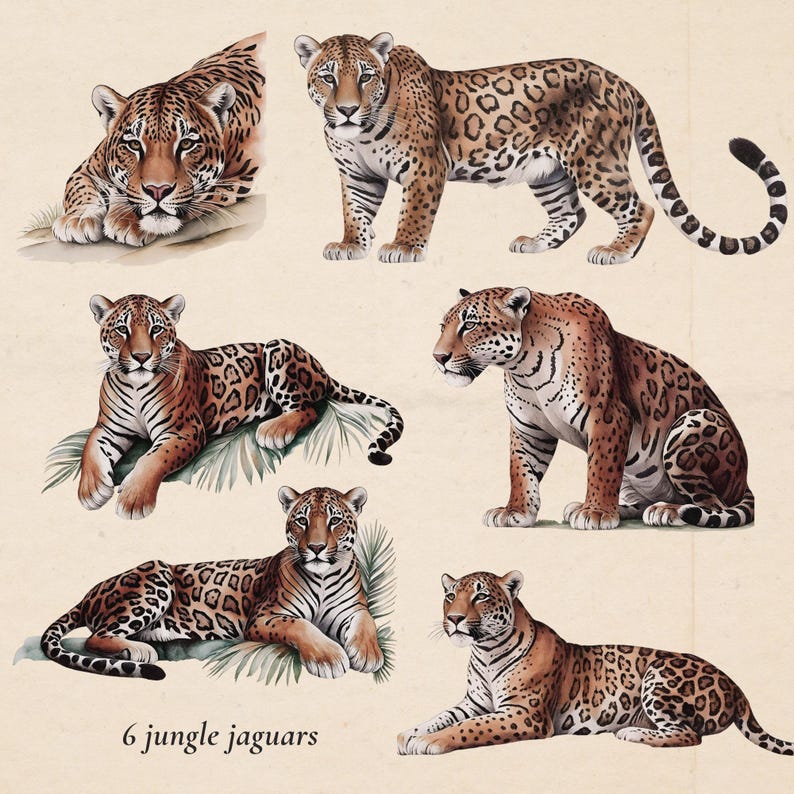 Rainforest Animals Clip Art Set – Jungle, Jaguars, Sloths, Monkeys ...