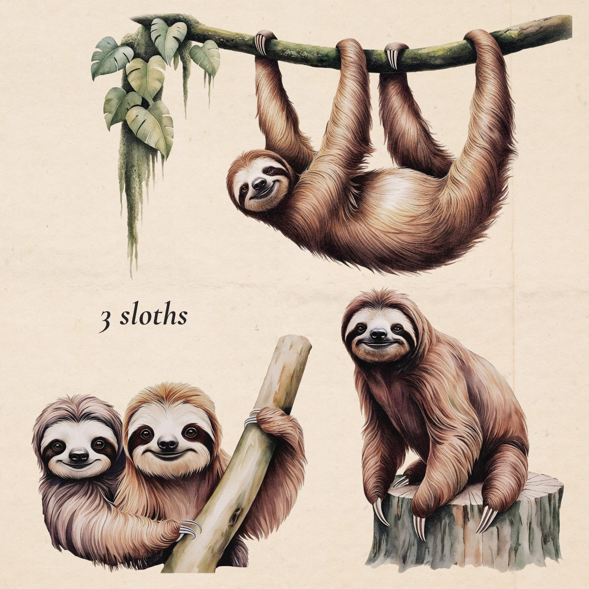 Rainforest Animals Clip Art Set – Jungle, Jaguars, Sloths, Monkeys ...