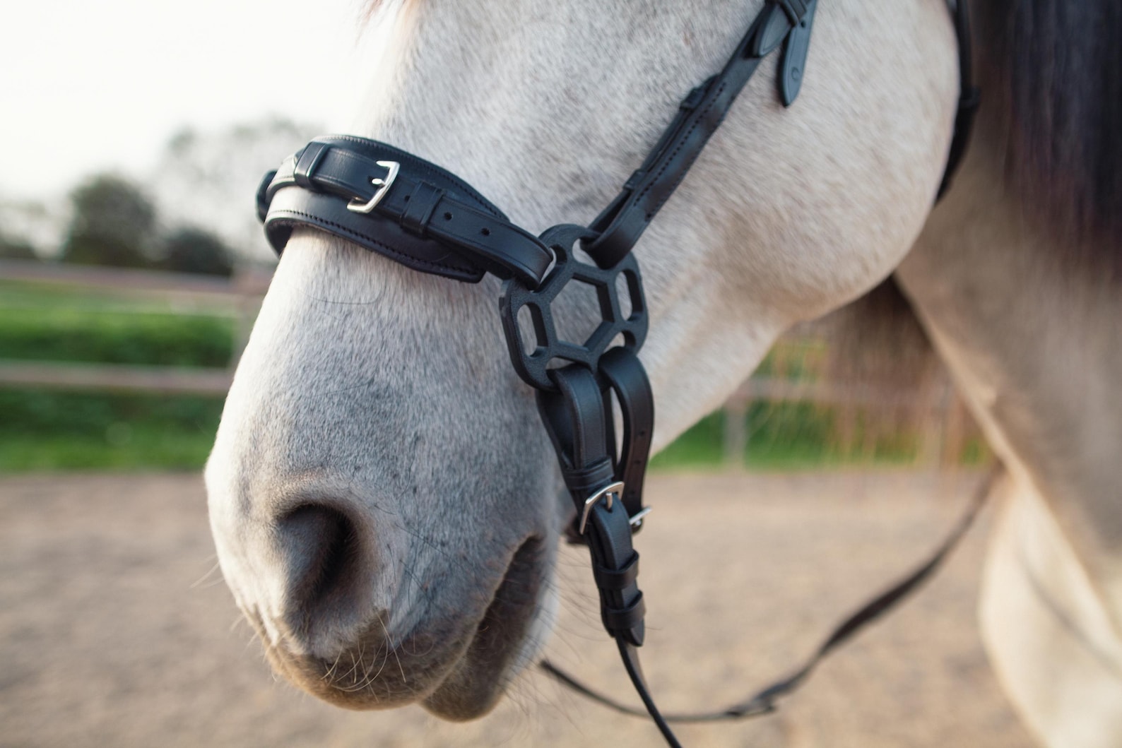 Hackamore Bitless Bridle Noseband Leather - Etsy