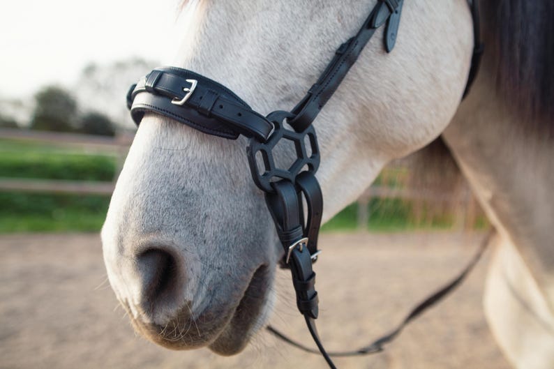 Hackamore Bitless Bridle Noseband Leather - Etsy