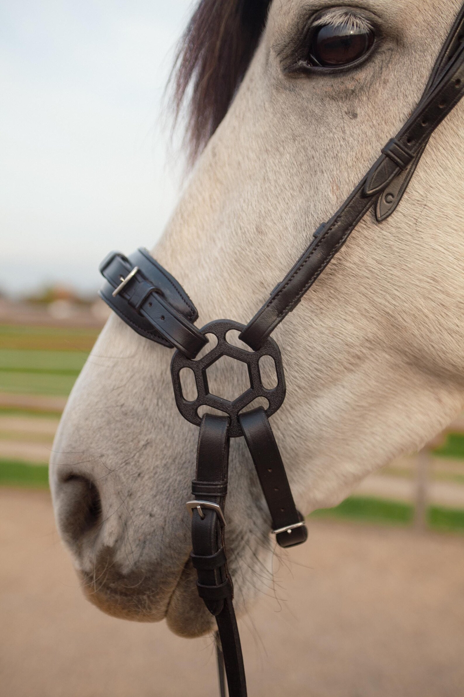 Hackamore Bitless Bridle Noseband Leather - Etsy