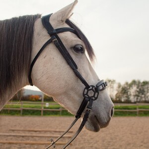 Hackamore Bitless Bridle Noseband Leather - Etsy