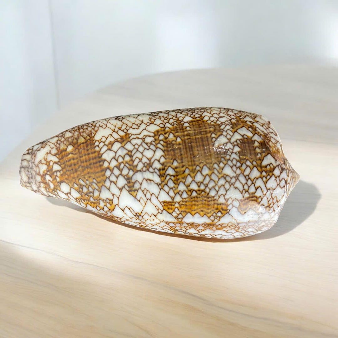 Medium Size Rare Cone Shell Conus Loroisii Shell 100mm - Etsy