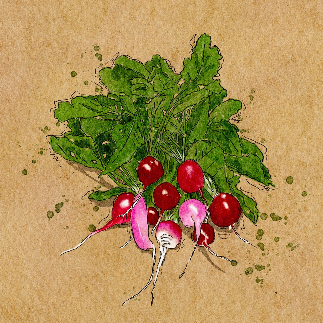 Radishes Digital Watercolor Print - Etsy
