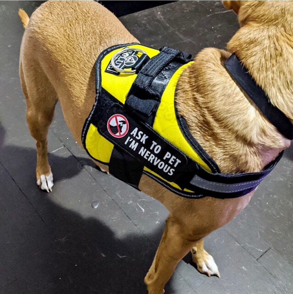 Nervous Dog Tab Rescue Please Do Not Pet Double Sided Clip | Custom Dog ...