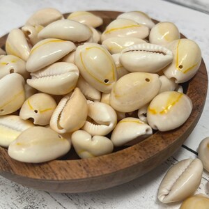 Natural Cowrie Shells, Drilled Shell Beads, Soft White With Yellow ...
