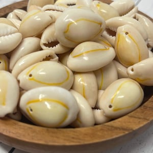 Natural Cowrie Shells, Drilled Shell Beads, Soft White With Yellow ...