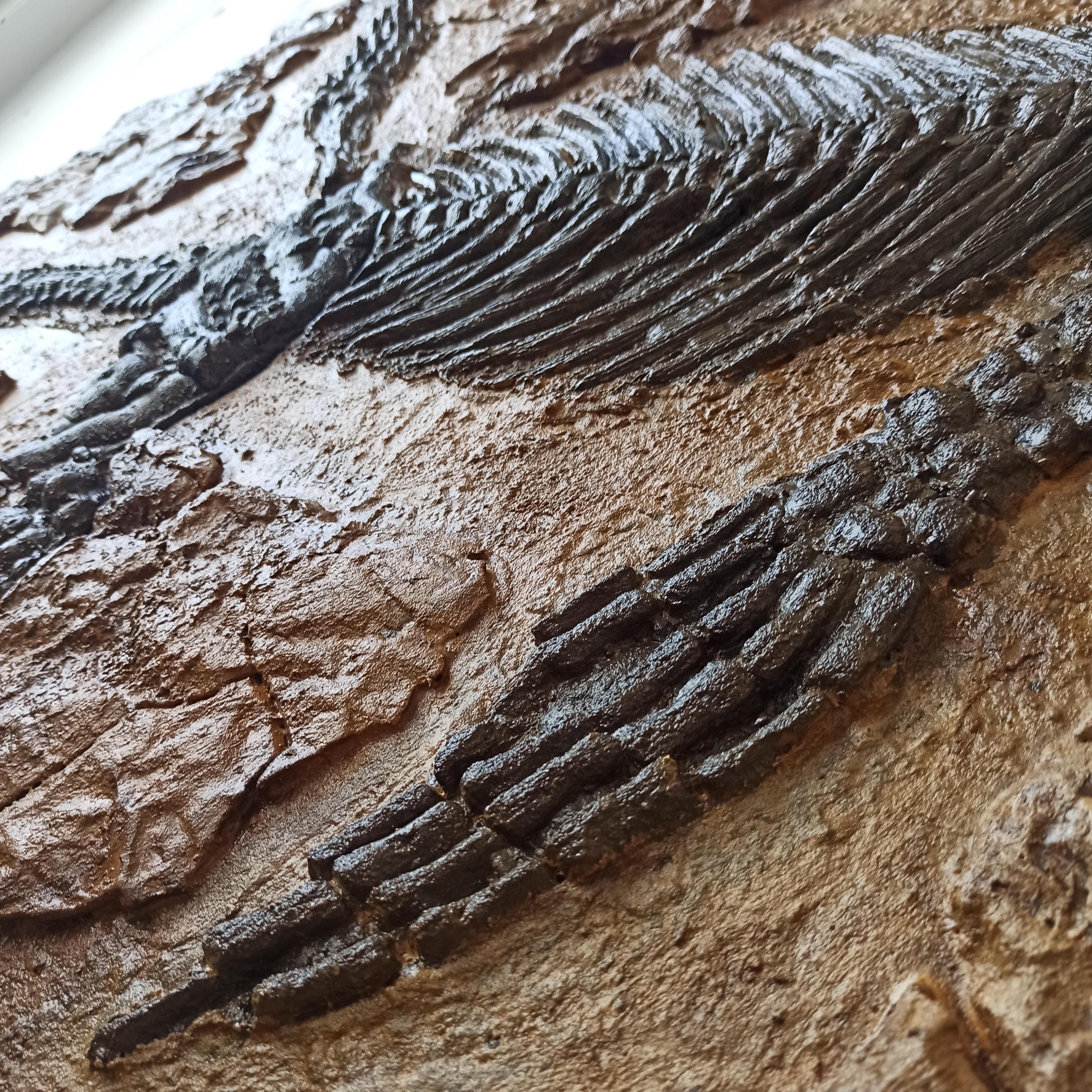 Giant Plesiosaur Fossil Replica • Life-size Prehistoric Marine Reptile ...