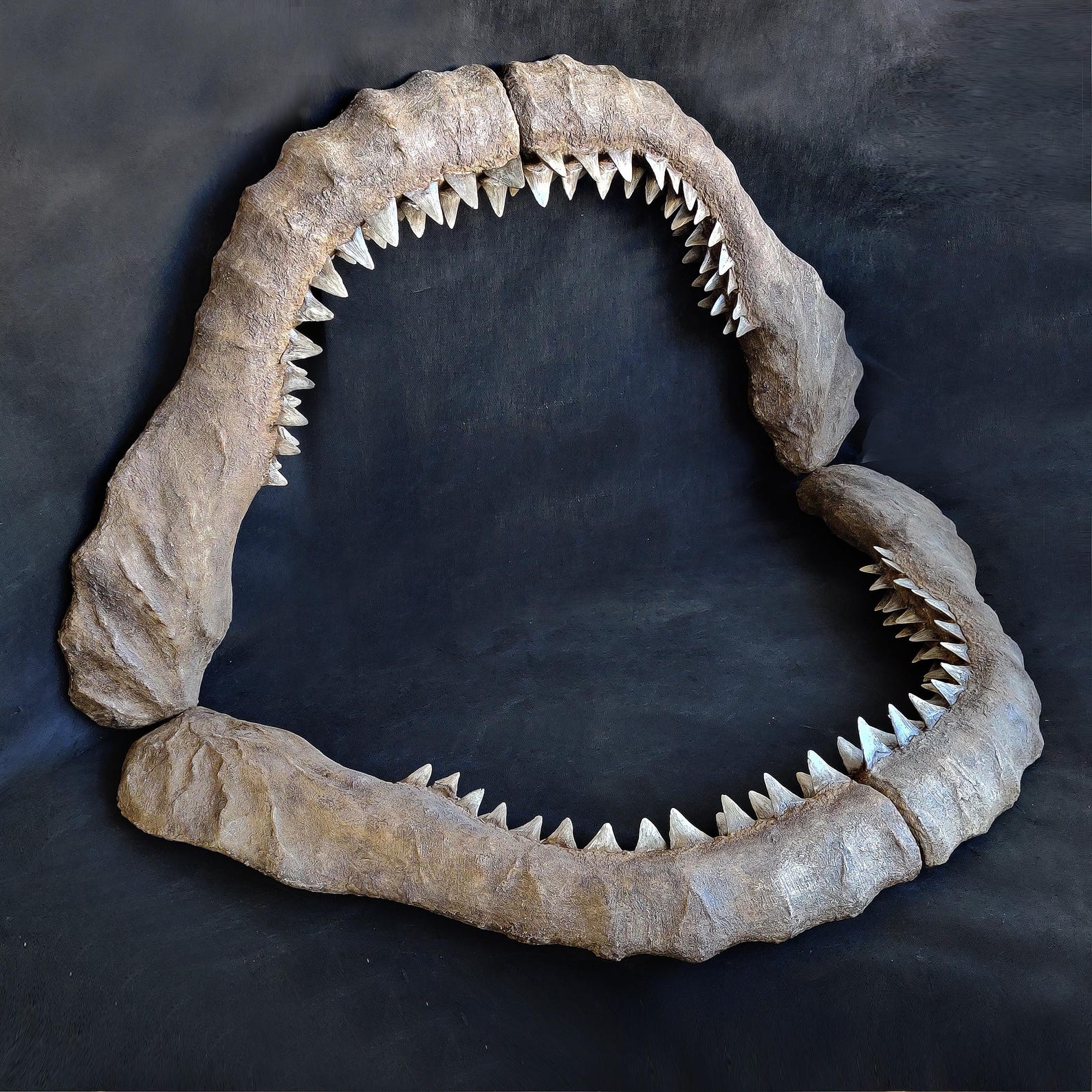 5.8 FT Life-size Megalodon Shark Jaw Replica – 3 Rows of Teeth, Museum ...