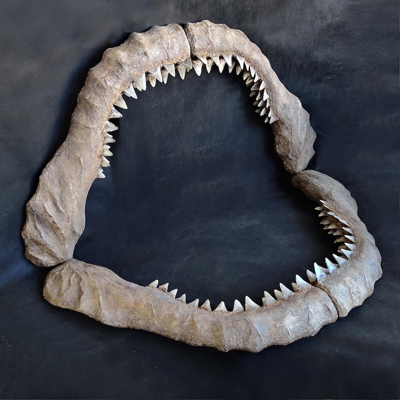 5.8 FT Life-size Megalodon Shark Jaw Replica – 3 Rows of Teeth, Museum ...