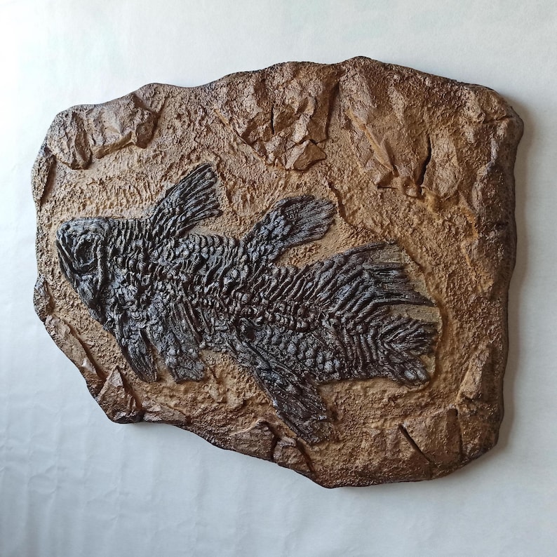 Coelacanth Fossil Skeleton — Ancient Fish Replica With Closed Jaw ...