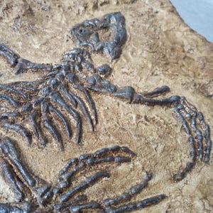 Vadasaurus Herzogi Fossil Replica: Giant Unique Piece of Prehistoric ...