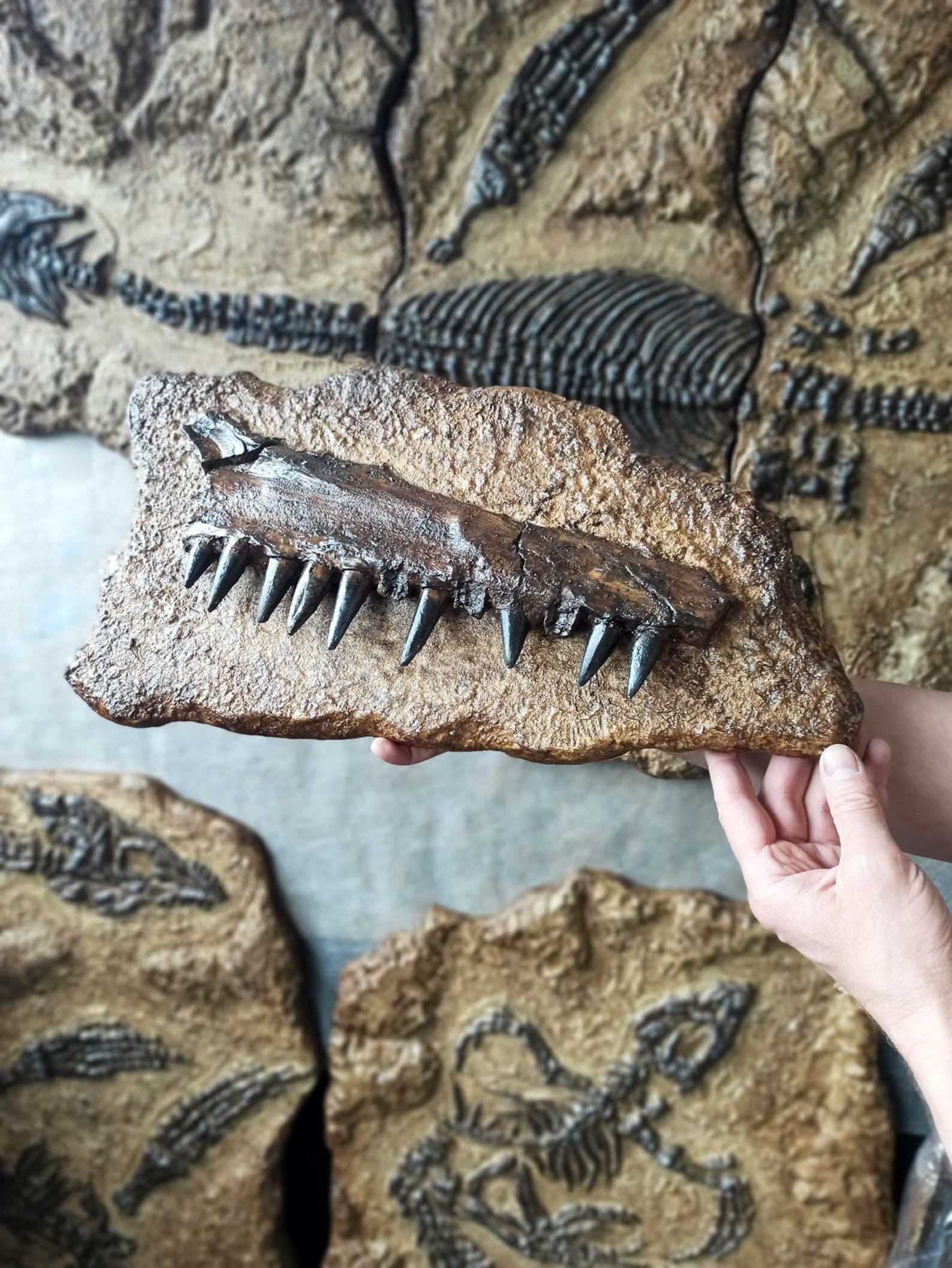 Mosasaurus Upper Jaw Fossil Replica 20x10 Inches (51x25.4 Cm): A ...