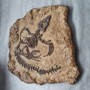 Vadasaurus Herzogi Fossil Replica: Giant Unique Piece of Prehistoric ...