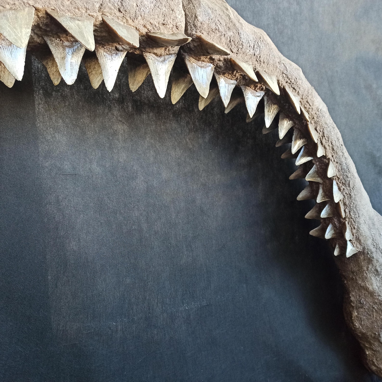 5.8 FT Life-size Megalodon Shark Jaw Replica – 3 Rows of Teeth, Museum ...