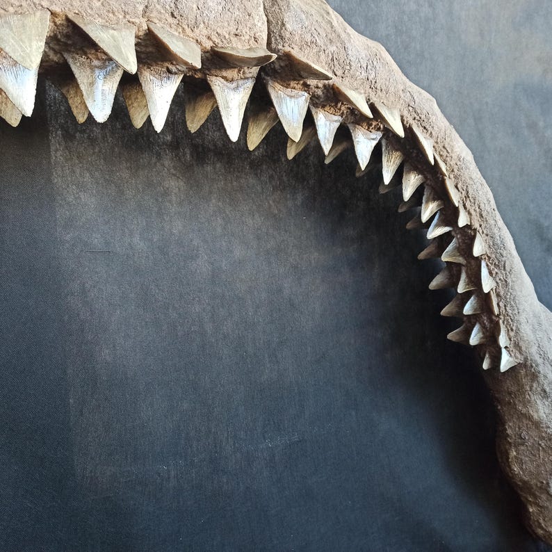 5.8 FT Life-size Megalodon Shark Jaw Replica – 3 Rows of Teeth, Museum ...