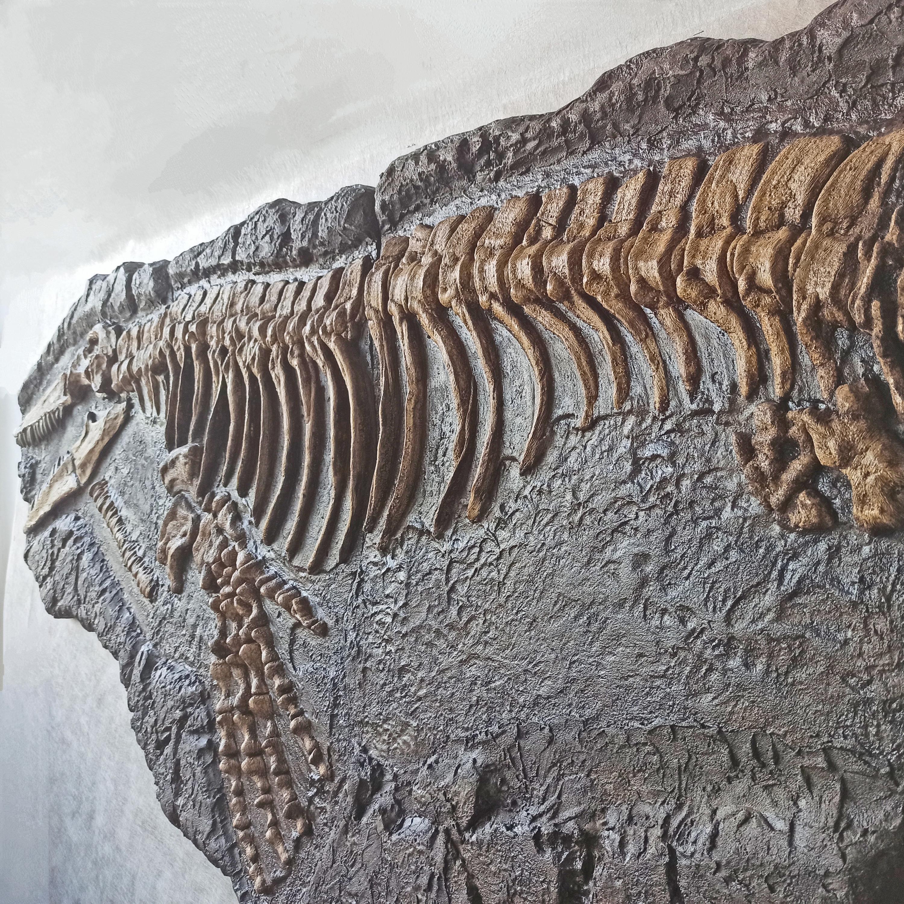 15 FT Long Mosasaurus Full Skeleton Fossil - Lifesize Mosasaur Replica ...