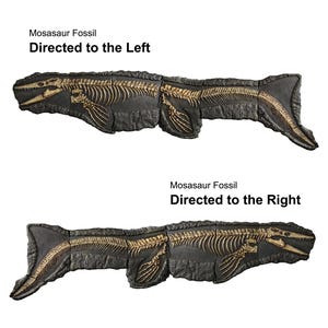 15 FT Long Mosasaurus Full Skeleton Fossil - Lifesize Mosasaur Replica ...