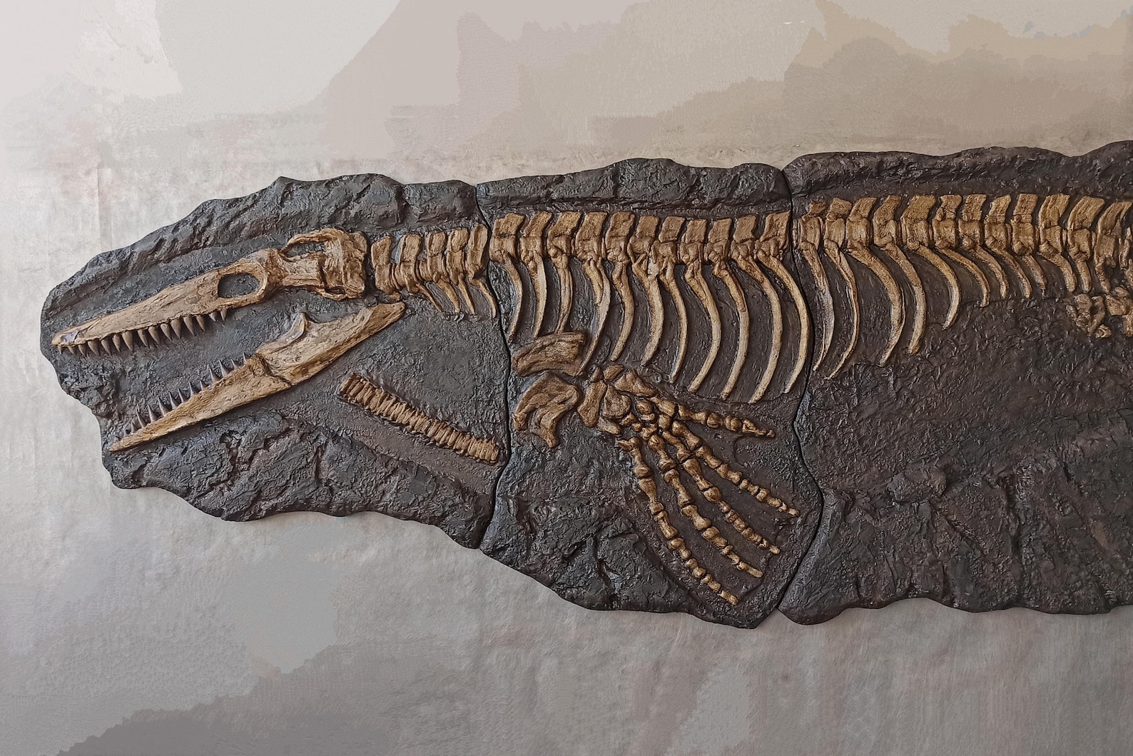 15 FT Long Mosasaurus Full Skeleton Fossil - Lifesize Mosasaur Replica ...