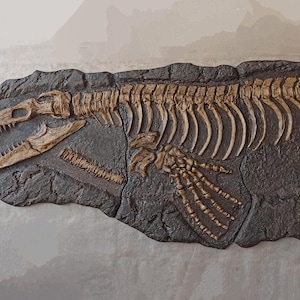 15 FT Long Mosasaurus Full Skeleton Fossil - Lifesize Mosasaur Replica ...