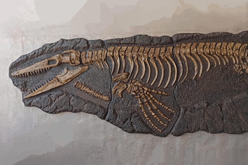 15 FT Long Mosasaurus Full Skeleton Fossil - Lifesize Mosasaur Replica ...