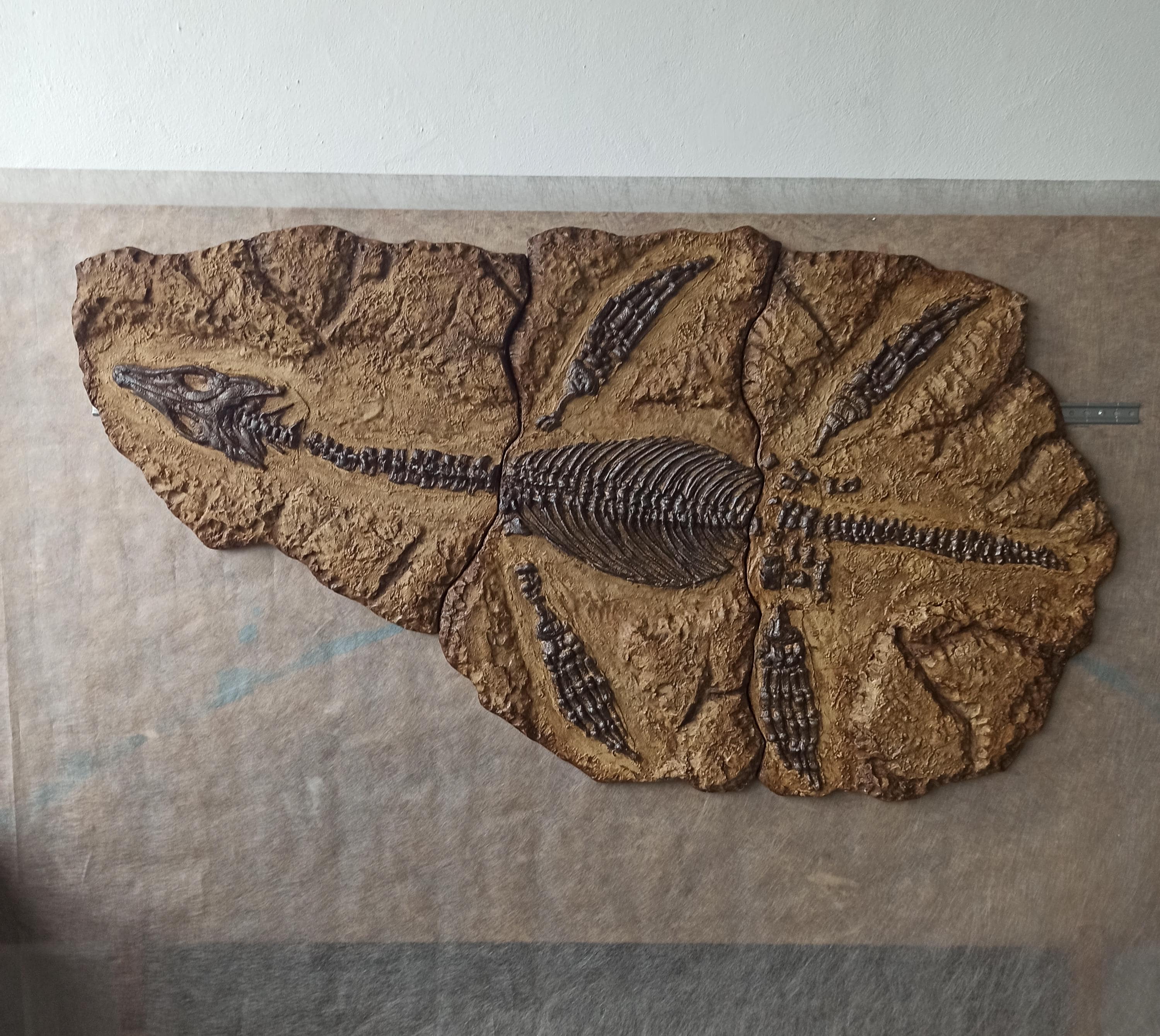 Giant Plesiosaur Fossil Replica • Life-size Prehistoric Marine Reptile ...